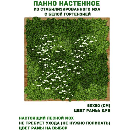 Квадратное панно из стабилизированно мха GardenGo с белой гортензией в рамке цвета дуб, 50х50см, цвет мха зеленый