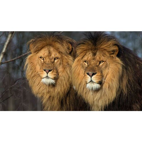 Картина на холсте 60x110 LinxOne "Животные хищники два львы лев" интерьерная для дома / на стену / на кухню / с подрамником