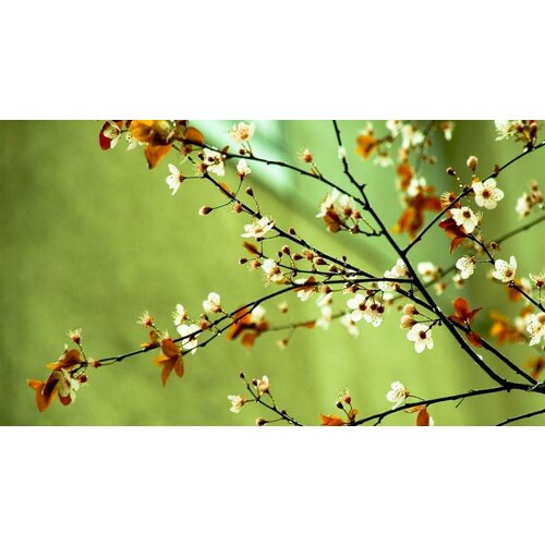 Картина на холсте 60x110 LinxOne "Цветы цветение листья природа" интерьерная для дома / на стену / на кухню / с подрамником