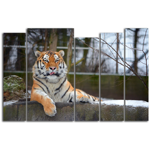 Модульная картина "Довольный тигр"