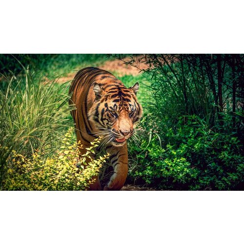 Картина на холсте 110x60 LinxOne "Большая кошка тигр Калифорния" интерьерная для дома / на стену / на кухню / с подрамником