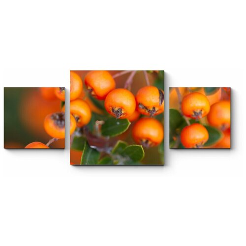 Модульная картина Спелые ягоды рябины 70x30