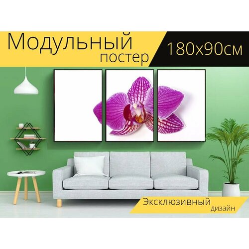 Модульный постер "Фаленопсис, орхидея, орхидея фаленопсис" 180 x 90 см. для интерьера