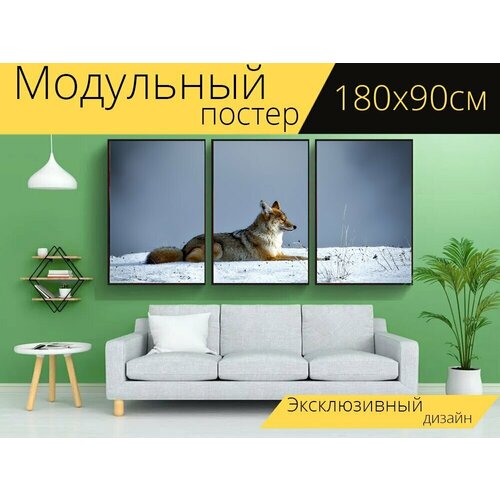 Модульный постер "Койот, животное, дикая природа" 180 x 90 см. для интерьера