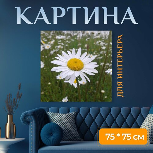 Картина на холсте "Маргарита, цветок, природа" на подрамнике 75х75 см. для интерьера