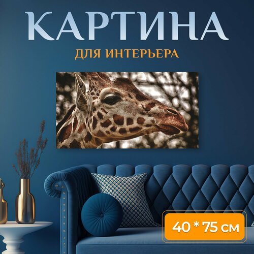 Картина на холсте "Жирафа, зоопарк, животное" на подрамнике 75х40 см. для интерьера