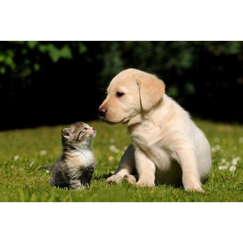 Котенок и щенок, животные картина постер 20 на 30 см, шнур-подвес в подарок