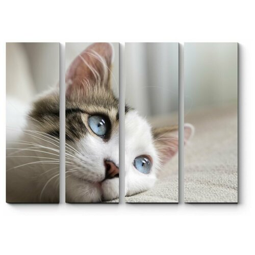 Модульная картина Голубоглазый кот 150x113