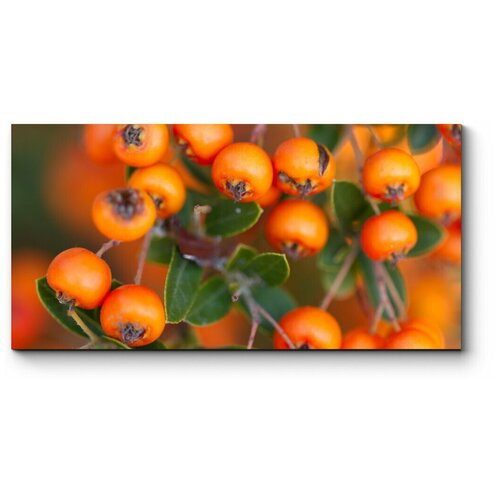 Модульная картина Спелые ягоды рябины 50x25