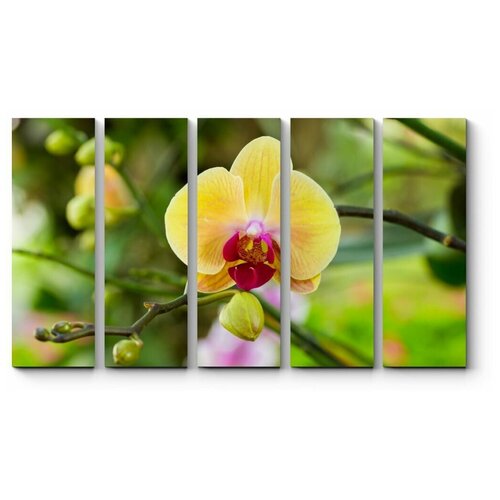 Модульная картина Тропическая орхидея, цветущая в летнем саду 90x54