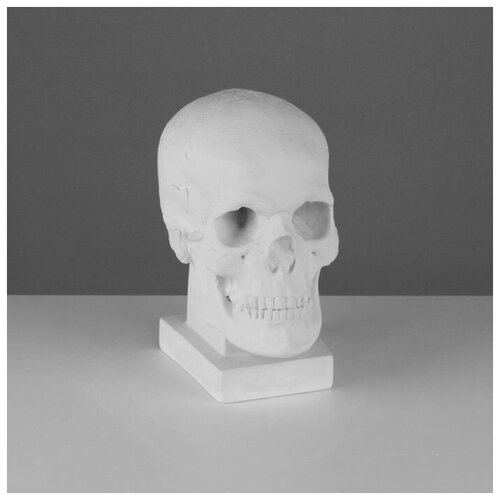 Гипсовая фигура анатомическая: череп (слепок с натурального), 19 х 14 х 25 см