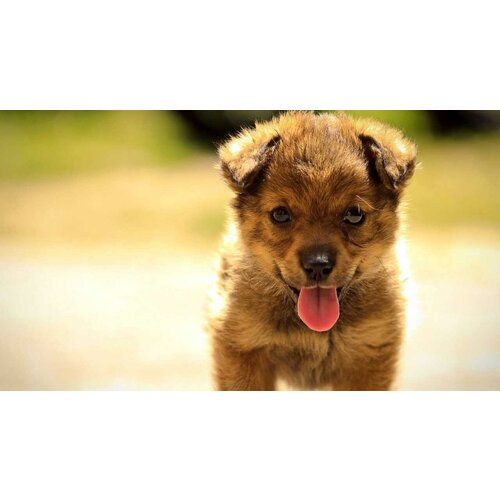 Картина на холсте 60x110 LinxOne "Лето собака щенок" интерьерная для дома / на стену / на кухню / с подрамником