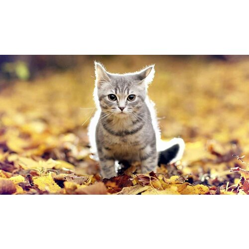Картина на холсте 110x60 LinxOne "Листья кошка взгляд осень" интерьерная для дома / на стену / на кухню / с подрамником