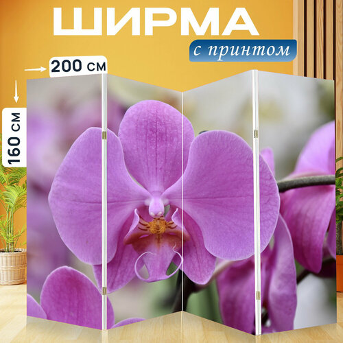 Ширма перегородка с принтом "Цветок, орхидея, розовый цветок" на холсте - 200x160 см. для зонирования, раскладная