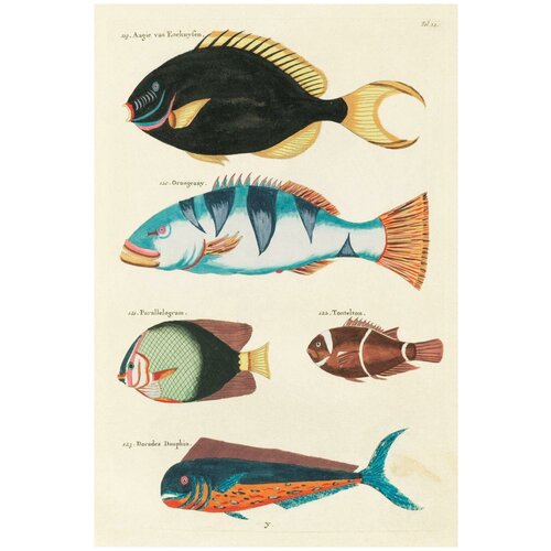 Постер / Плакат / Картина Рыбы - Разноцветные рыбы 50х70 см в раме