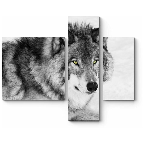 Модульная картина Черно-белый портрет волка 80x66