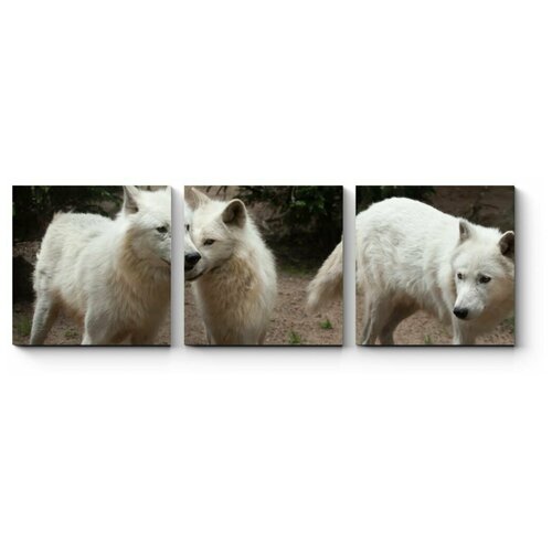 Модульная картина Величественные волки 90x30