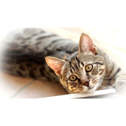 Картина на холсте 110x60 LinxOne "Кошка котейка мордочка взгляд" интерьерная для дома / на стену / на кухню / с подрамником