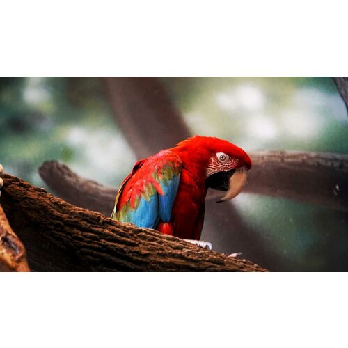Картина на холсте 60x110 LinxOne "Ара птицы красный" интерьерная для дома / на стену / на кухню / с подрамником