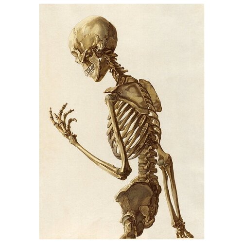 Плакат, постер на холсте анатомический, медицинский принт. Строение человека. Скелет человека со спины. Размер 21 х 30 см