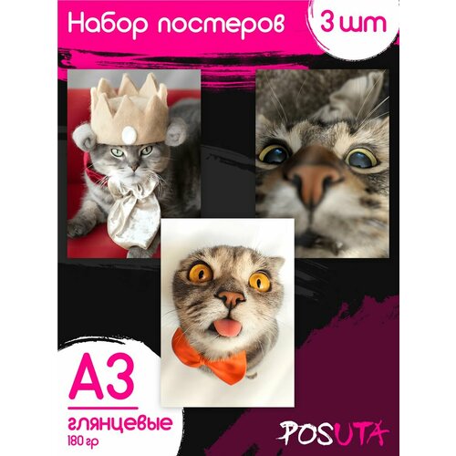 Постеры Смешные Коты Постеры Животные Постеры настенные