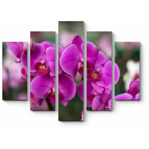 Модульная картина Прекрасные и нежные орхидеи 75x60