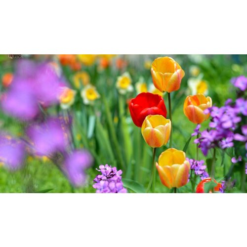 Картина на холсте 60x110 LinxOne "Цветы весна тюльпаны нарциссы" интерьерная для дома / на стену / на кухню / с подрамником