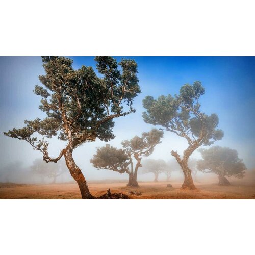 Картина на холсте 60x110 Альянс Лес "Деревья туман Adrian Popan" на подрамнике / интерьер/ декор