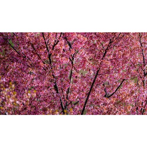 Картина на холсте 60x110 LinxOne "Цветы, ветки, весна, розовый" интерьерная для дома / на стену / на кухню / с подрамником