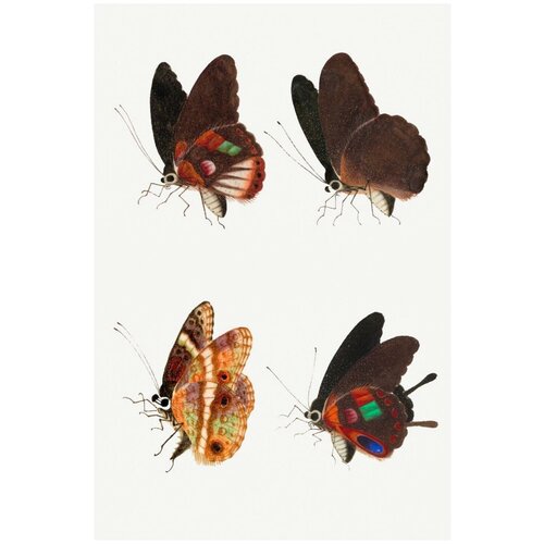 Постер / Плакат / Картина Бабочки - Волшебные бабочки 40х50 см в подарочном тубусе