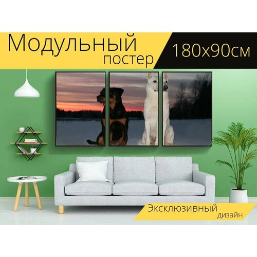 Модульный постер "Белая овчарка, собака, ротвейлер" 180 x 90 см. для интерьера