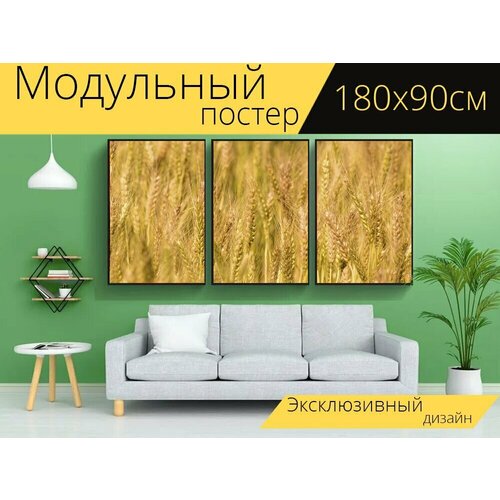 Модульный постер "Пшеница, зерно, обрезать" 180 x 90 см. для интерьера