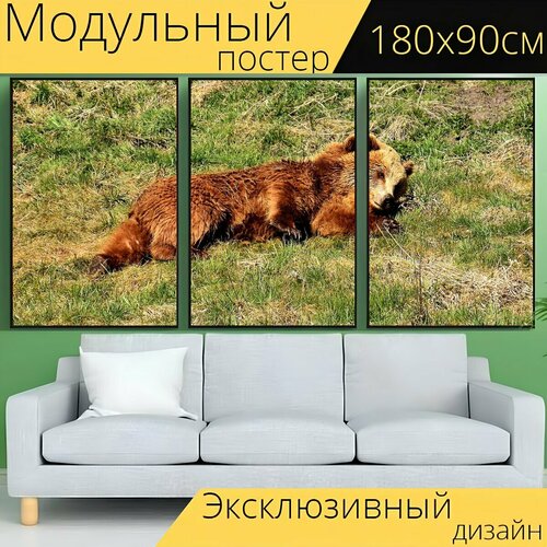 Модульный постер "Европейский бурый медведь, дикое животное, нести" 180 x 90 см. для интерьера