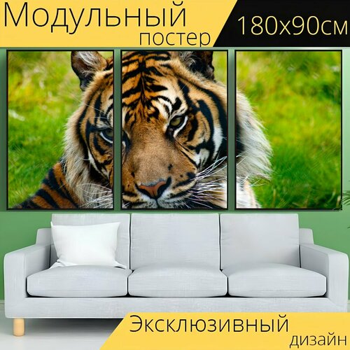 Модульный постер "Тигр, животное, голова" 180 x 90 см. для интерьера