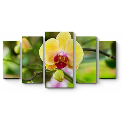 Модульная картина Тропическая орхидея, цветущая в летнем саду 100x55