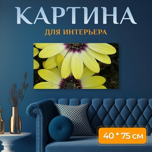 Картина на холсте "Цветы герберы комнатные, цветок, желтый" на подрамнике 75х40 см. для интерьера