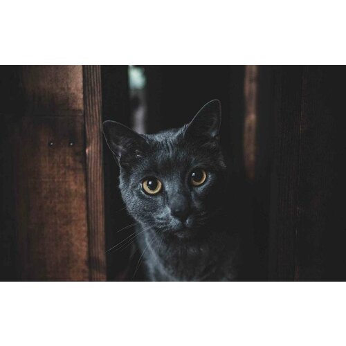 Картина на холсте 60x110 LinxOne "Кот, серый, взгляд, питомец, темный" интерьерная для дома / на стену / на кухню / с подрамником