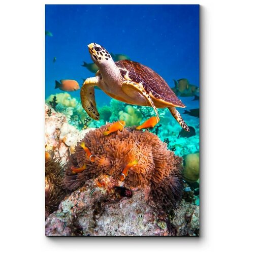 Модульная картина Черепаха в коралловом рифе30x45