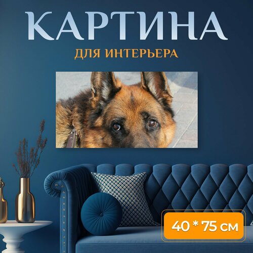 Картина на холсте "Пастушья собака, собака, домашнее животное" на подрамнике 75х40 см. для интерьера