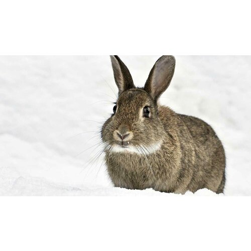 Картина на холсте 60x110 LinxOne "Снег заяц кролик зима" интерьерная для дома / на стену / на кухню / с подрамником