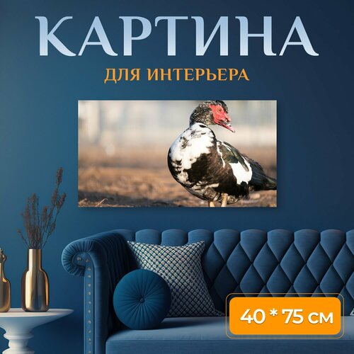 Картина на холсте "Мускусная утка, утка, птица" на подрамнике 75х40 см. для интерьера