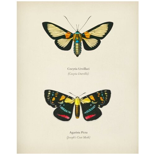 Постер / Плакат / Картина Бабочки - Дуэт разноцветных бабочек 40х50 см в раме