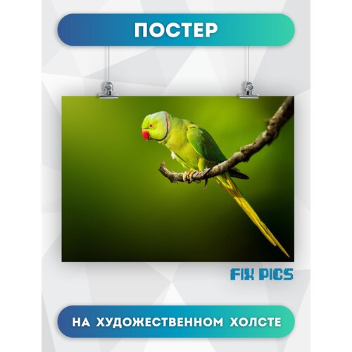 Постер на холсте Попугай (16) 40х60 см