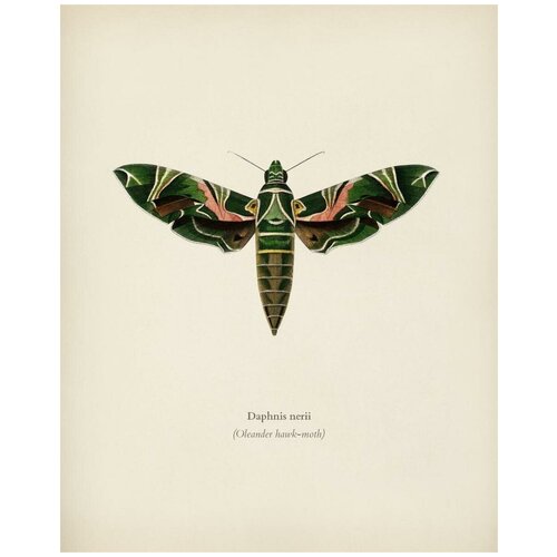Постер / Плакат / Картина Бабочки - Изумрудная бабочка 90х120 см в подарочном тубусе
