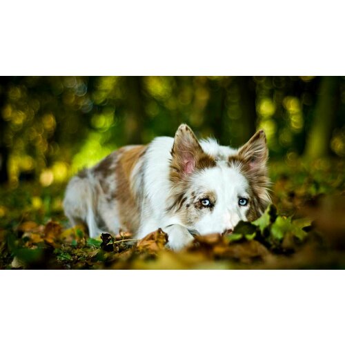 Картина на холсте 110x60 LinxOne "Собака взгляд друг" интерьерная для дома / на стену / на кухню / с подрамником