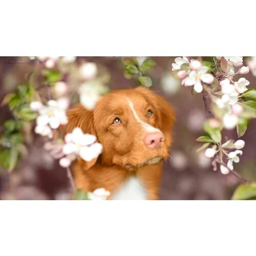 Картина на холсте 110x60 LinxOne "Собака взгляд весна" интерьерная для дома / на стену / на кухню / с подрамником