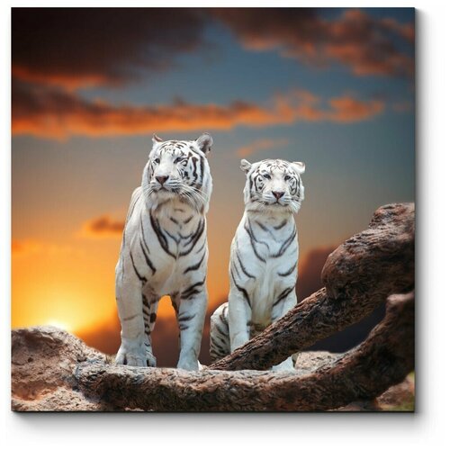 Модульная картина Два белых тигра на закате 90x90