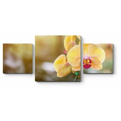 Модульная картина Чарующая орхидея 210x90