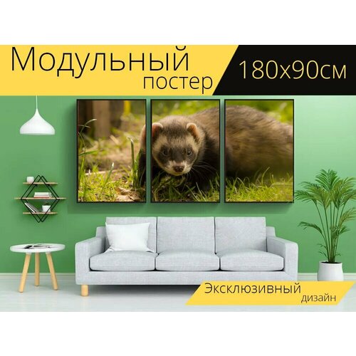 Модульный постер "Хорек, животные, забота о животных" 180 x 90 см. для интерьера