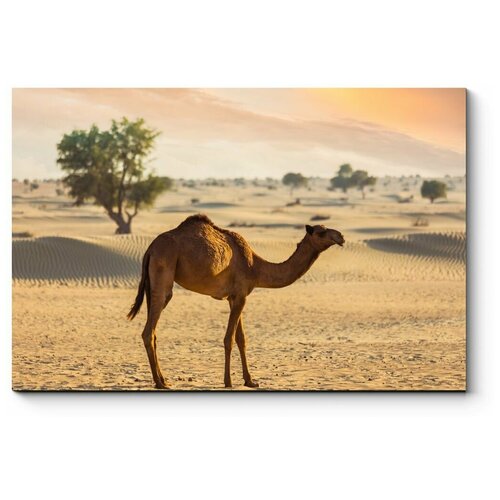 Модульная картина Верблюд, очарованный песками 110x73